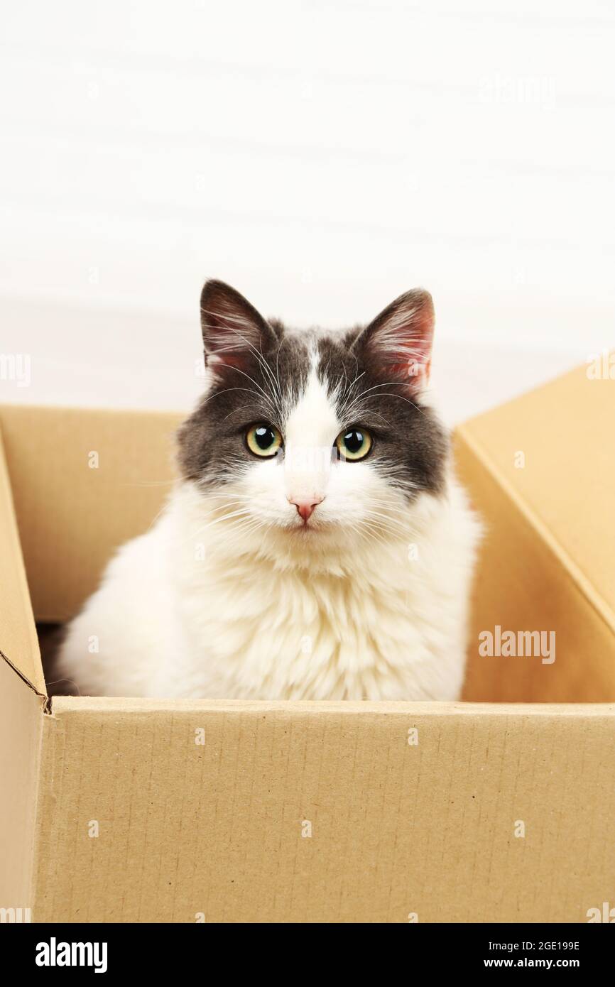 Cute cat sitting in cardboard box Stock Photo - Alamy