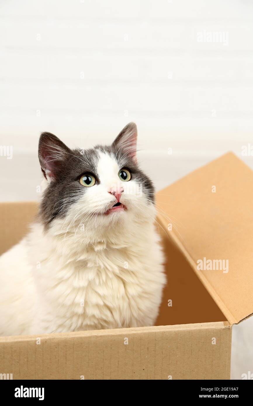 Cute cat sitting in cardboard box Stock Photo - Alamy
