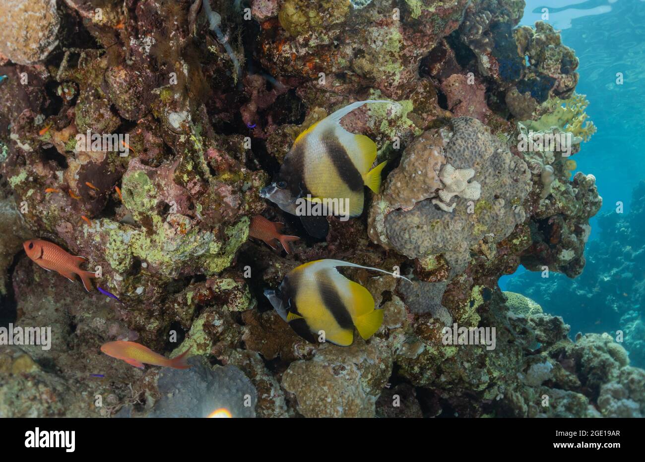 Fish swim in the Red Sea, colorful fish, Eilat Israel Stock Photo - Alamy