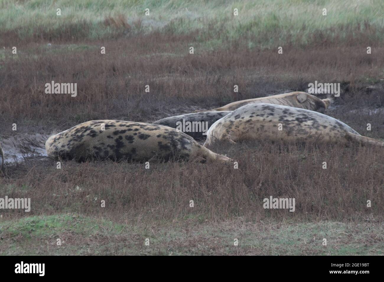 A family of fur seals taking a rest laying on the grass Stock Photo - Alamy