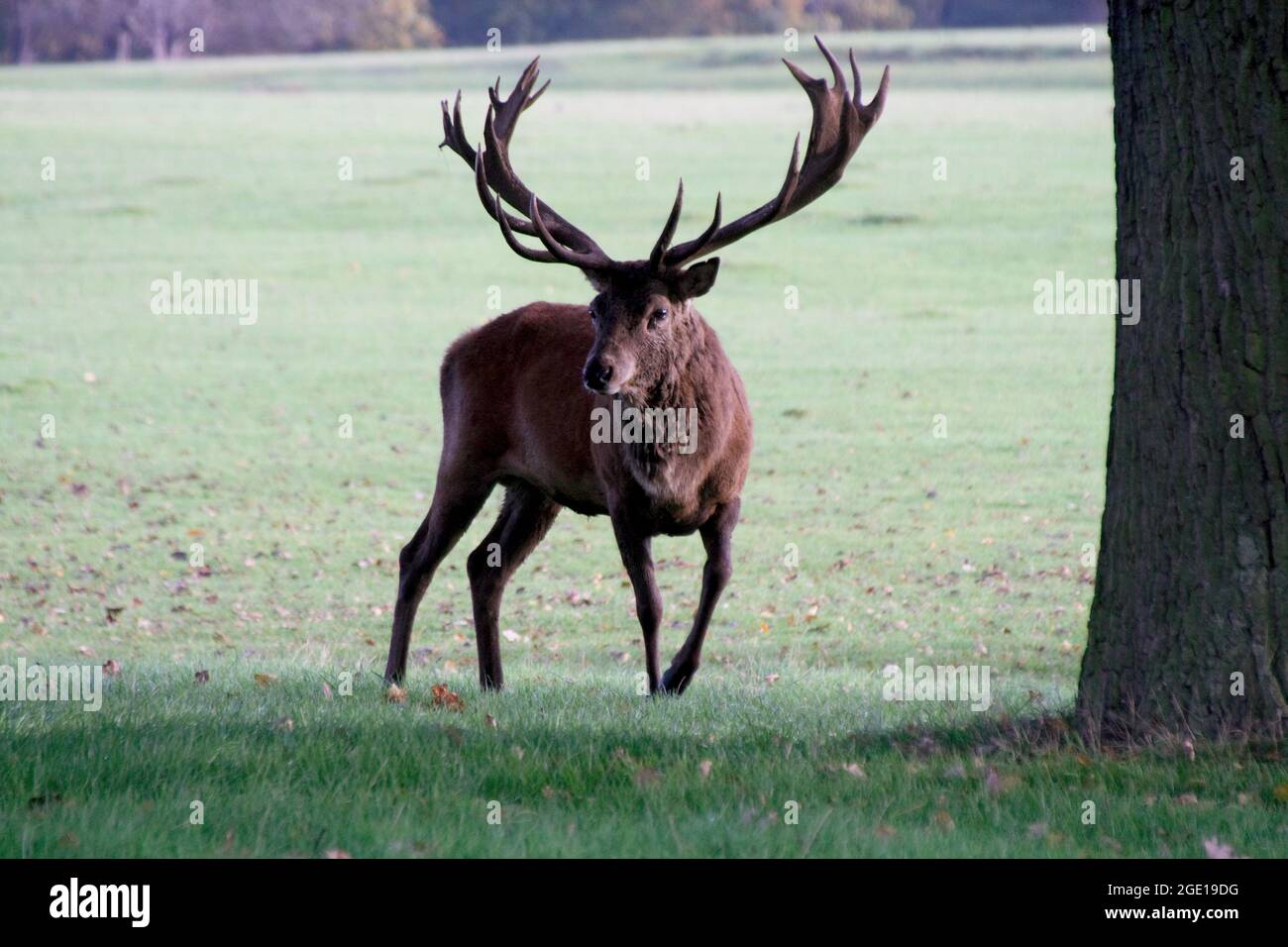 Strong horns hi-res stock photography and images - Alamy