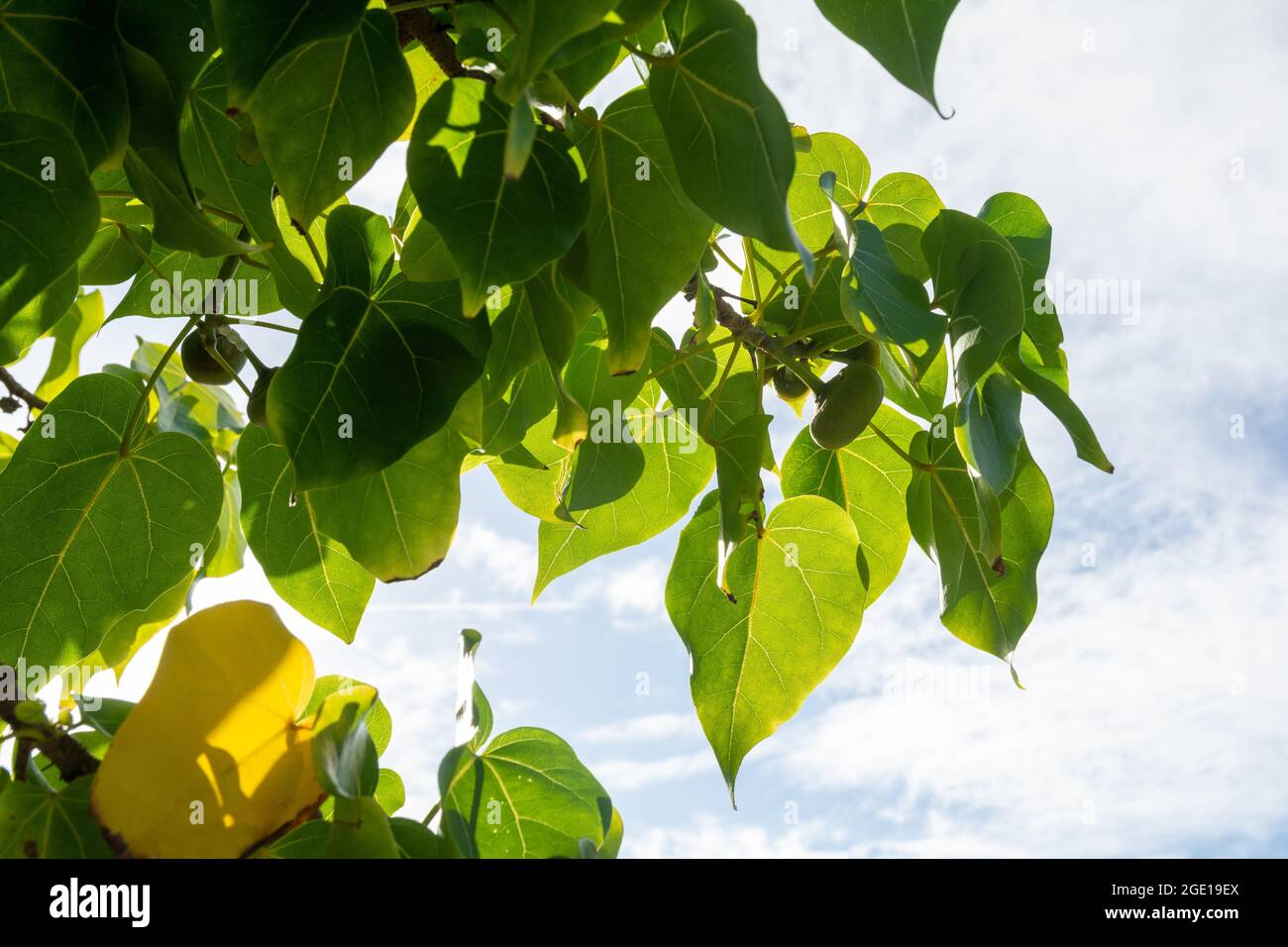 Green leaves of a plant with the sky in the background. Salvador, Bahia ...
