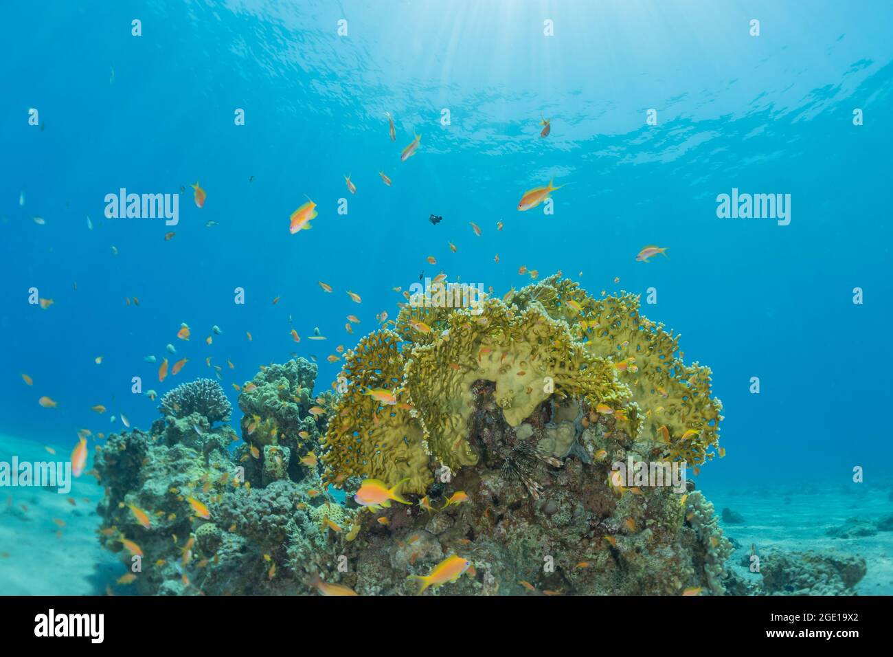 Coral reef and water plants in the Red Sea, Eilat Israel Stock Photo ...