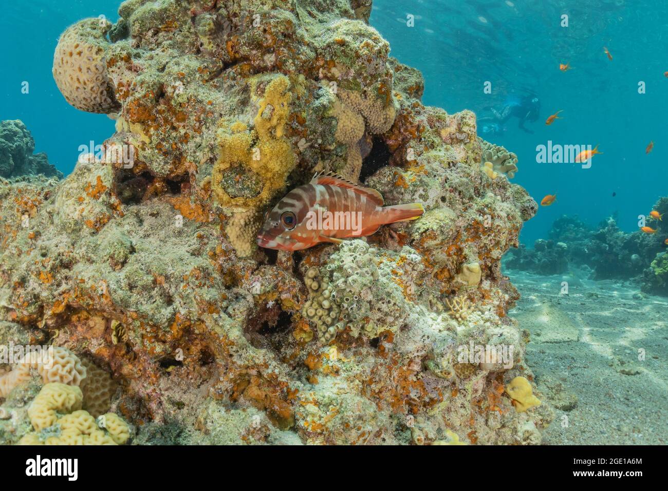 Fish swim in the Red Sea, colorful fish, Eilat Israel Stock Photo - Alamy