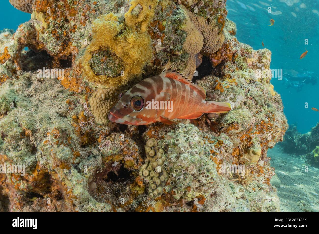 Fish swim in the Red Sea, colorful fish, Eilat Israel Stock Photo - Alamy