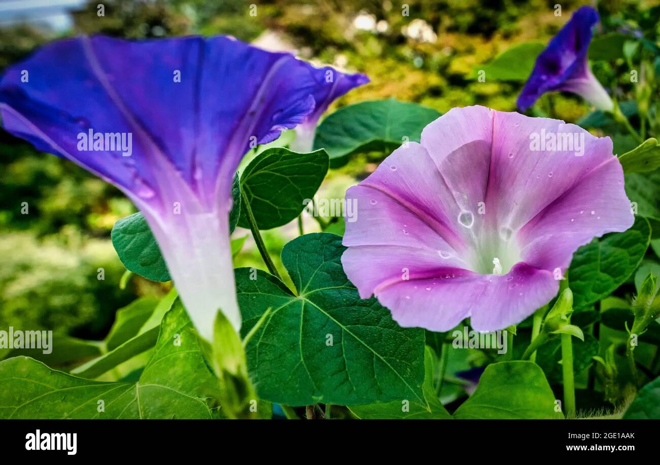 Burst open hi-res stock photography and images - Alamy