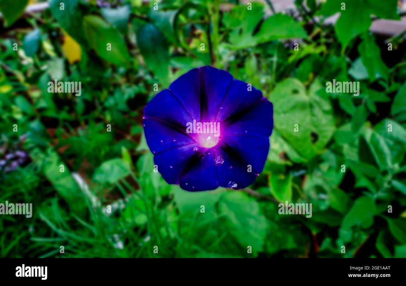 Burst open hi-res stock photography and images - Alamy