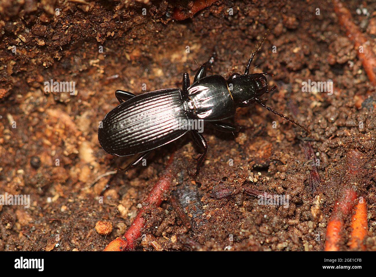 Holcapsis hi-res stock photography and images - Alamy