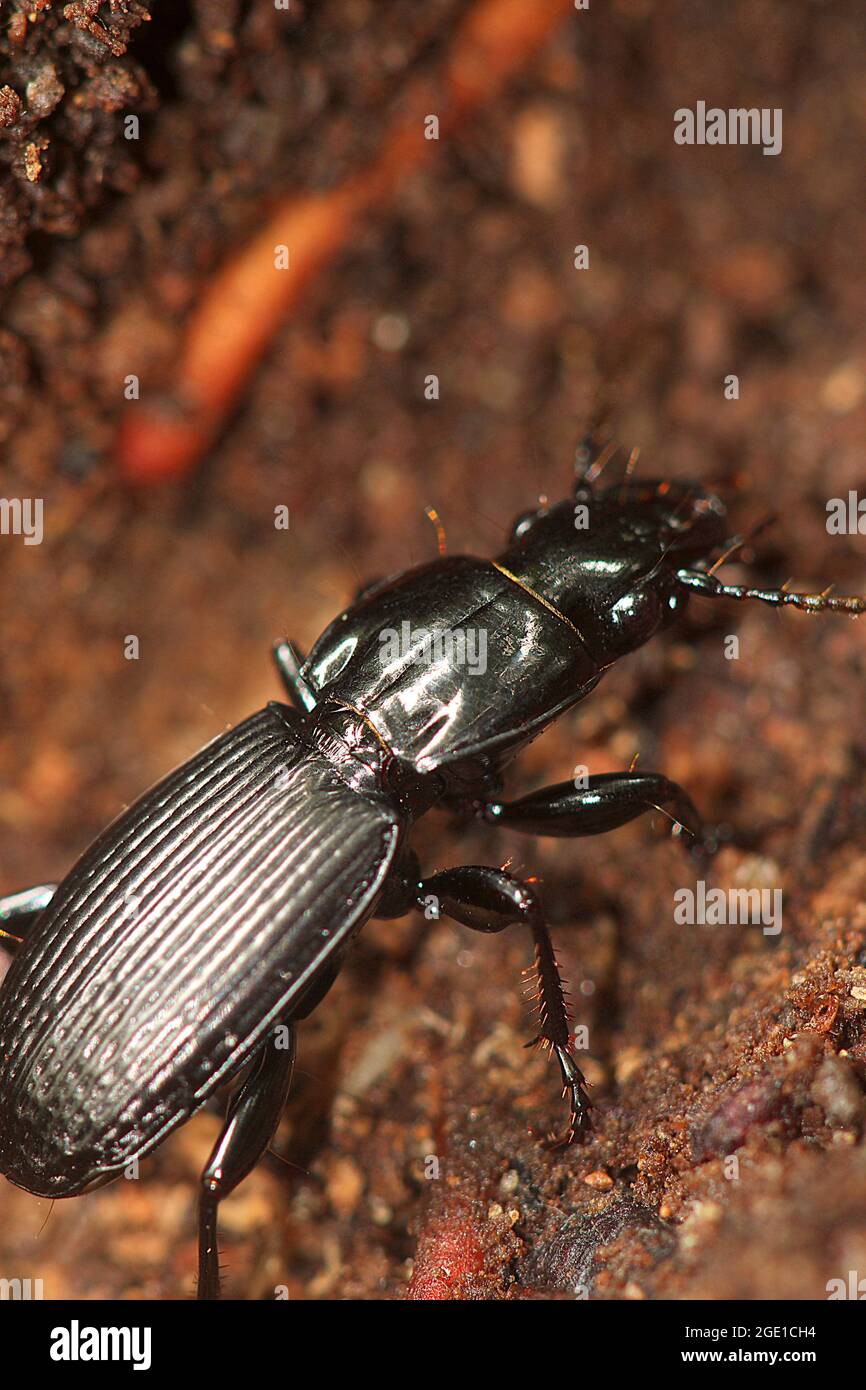 New Zealand ground beetle (Megadromus turgidiceps Stock Photo - Alamy