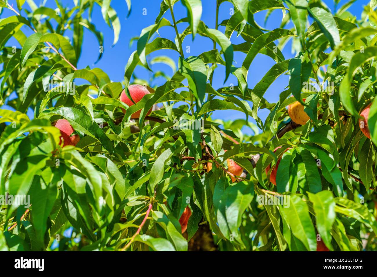 Peaches peak out from the leaves at the Chiles Peach Orchard and Farm ...