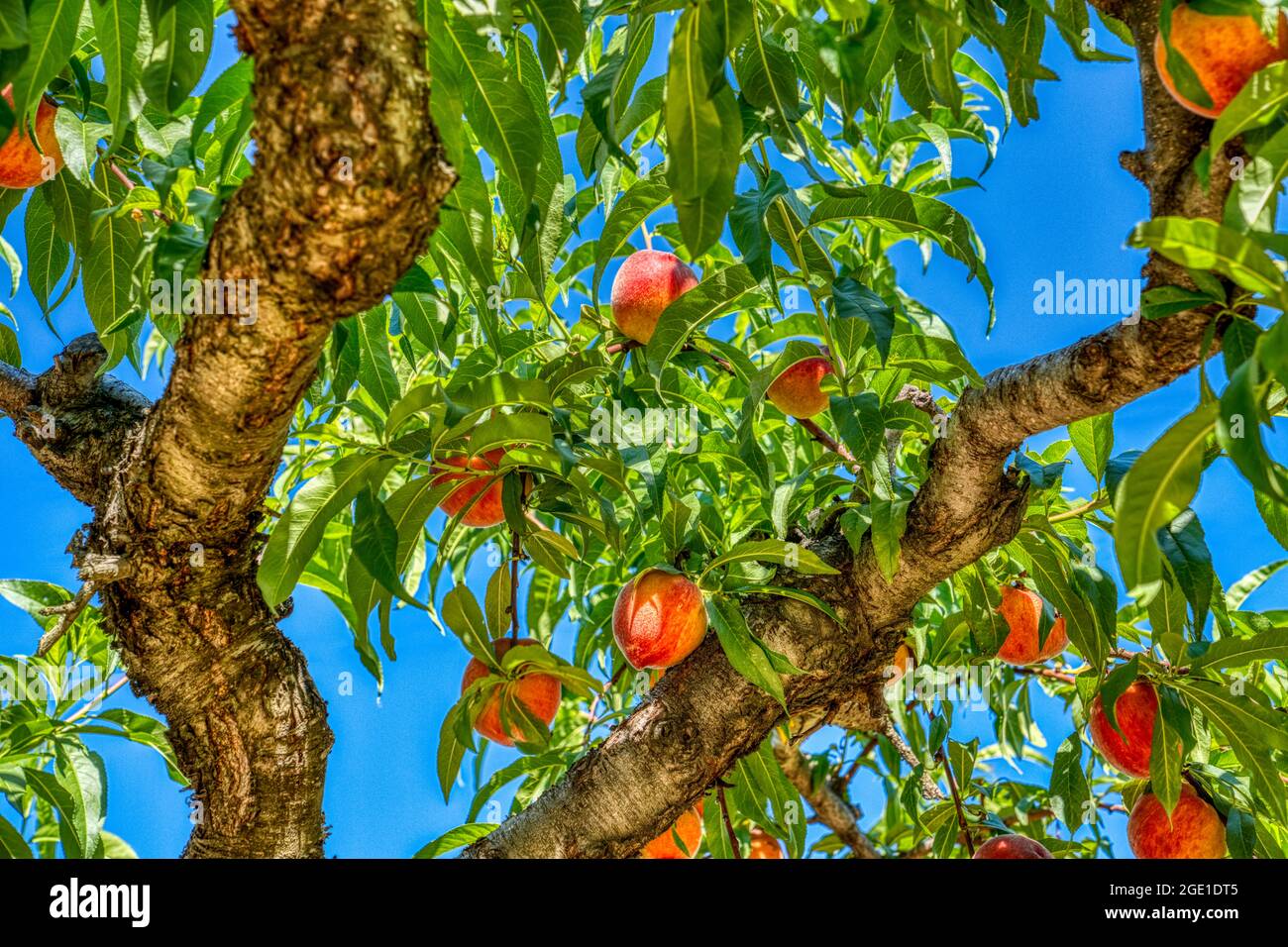 Peaches hang from the branches at the Chiles Peach Orchard and Farm ...