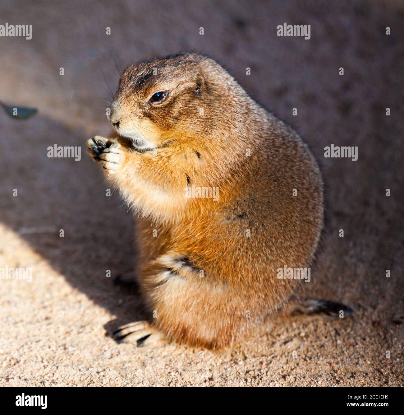Black tailed prairie dog Stock Photo - Alamy