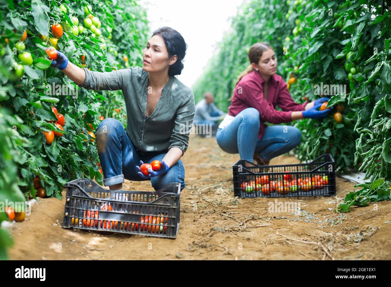 Positive woman harvesting tomatoes in greenhouse Stock Photo - Alamy