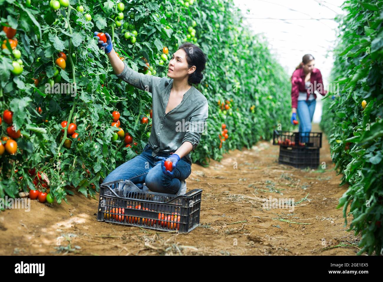 Female farm worker gathering crop of organic tomatoes cultivar Stock ...