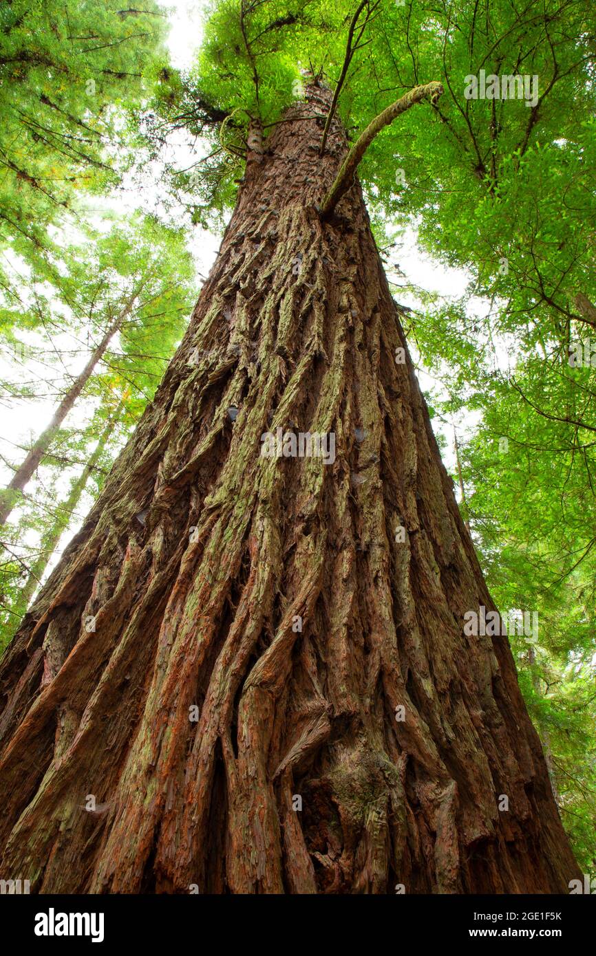 Coast redwood (Sequoia sempervirens), Jedediah Smith Redwoods State ...