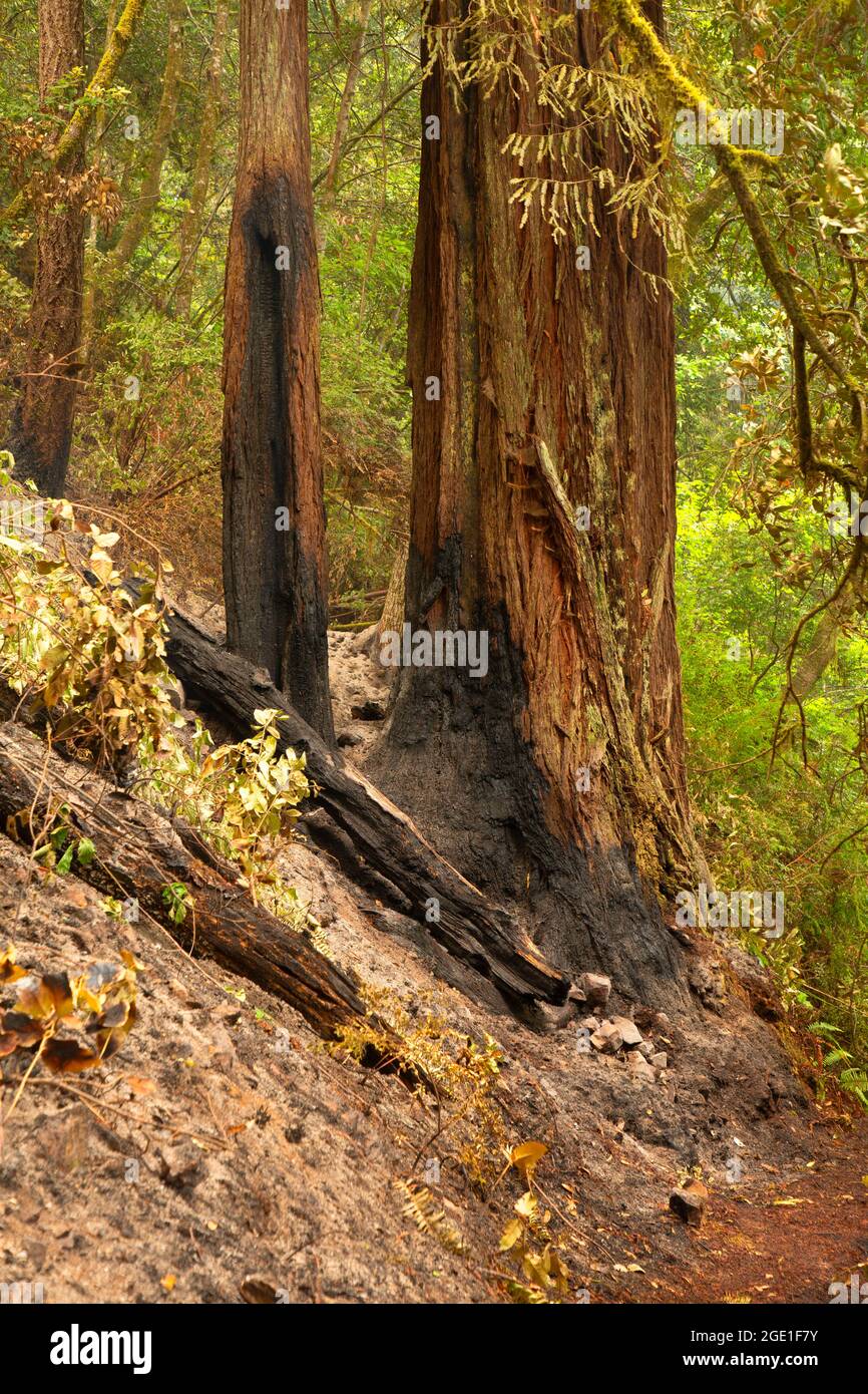 Coast redwood (Sequoia sempervirens) forest burn along Wellman Loop ...