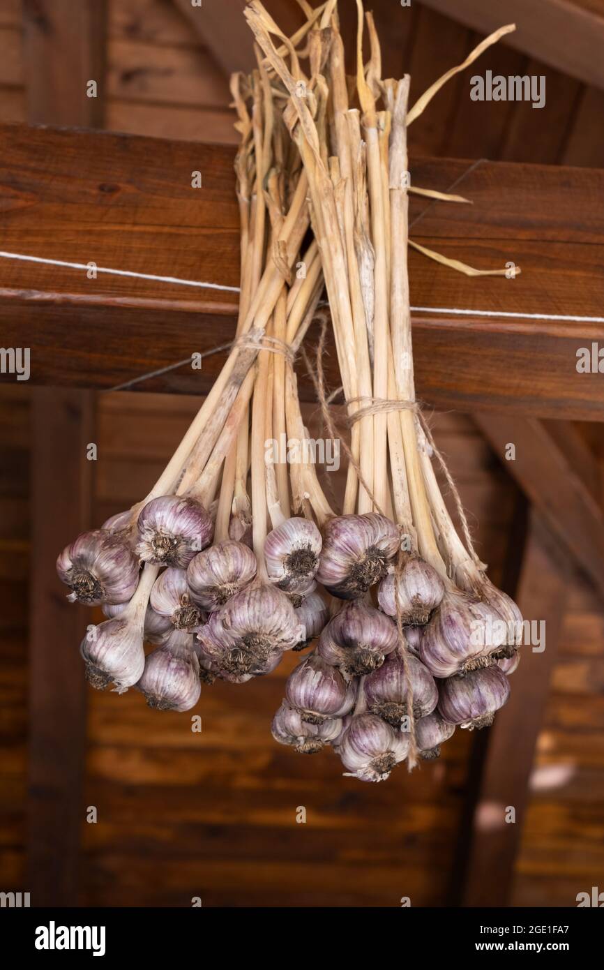 Drying bunch of organic bio Curing garlic bulbs hung for dry storage on ...