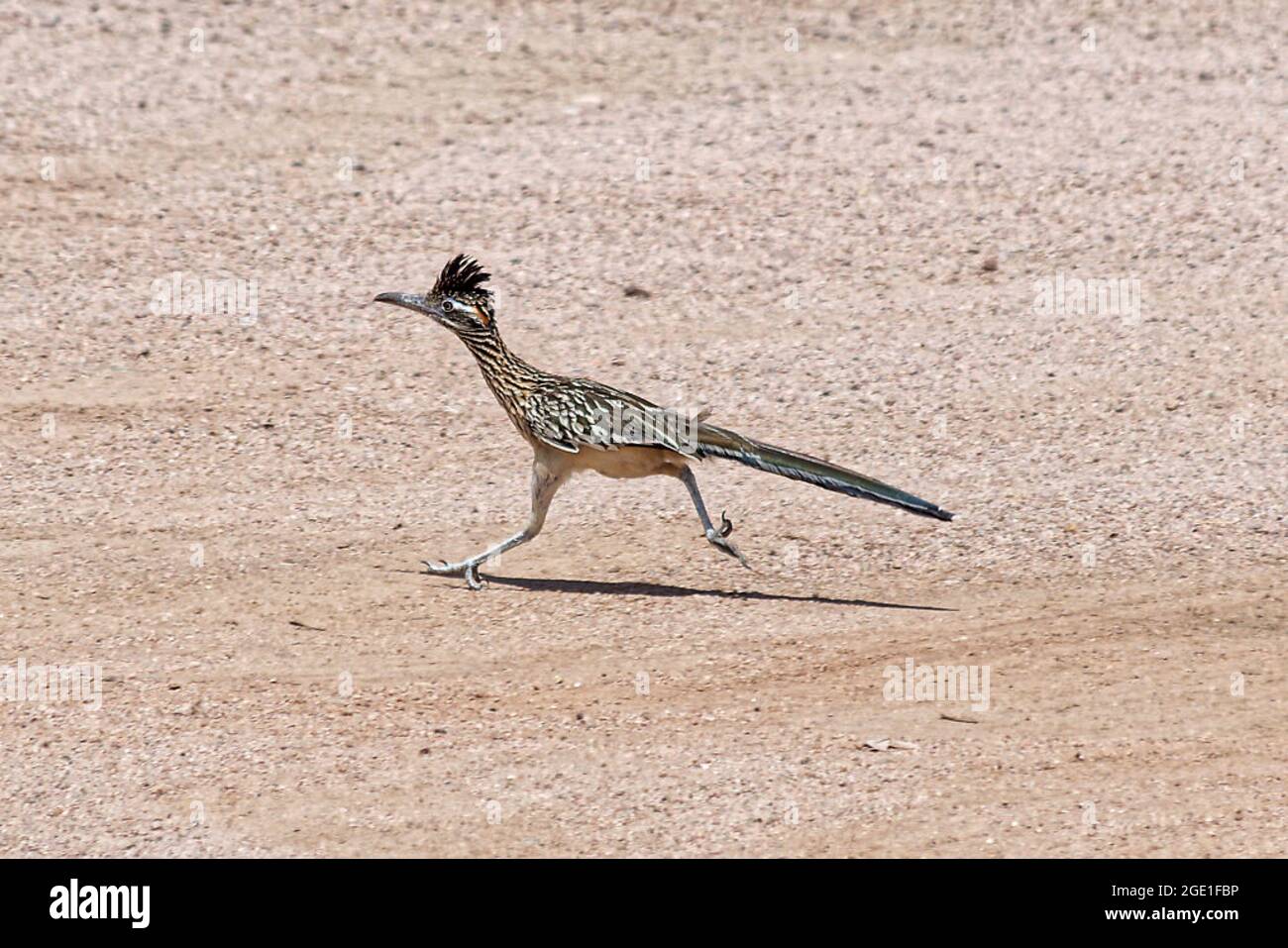 Greater roadrunner desert hi-res stock photography and images - Alamy