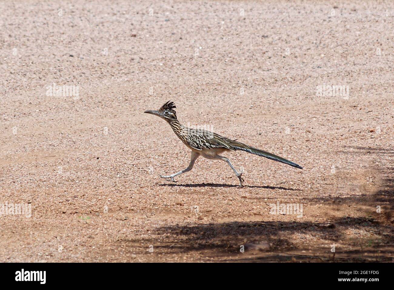 Greater roadrunner desert hi-res stock photography and images - Alamy