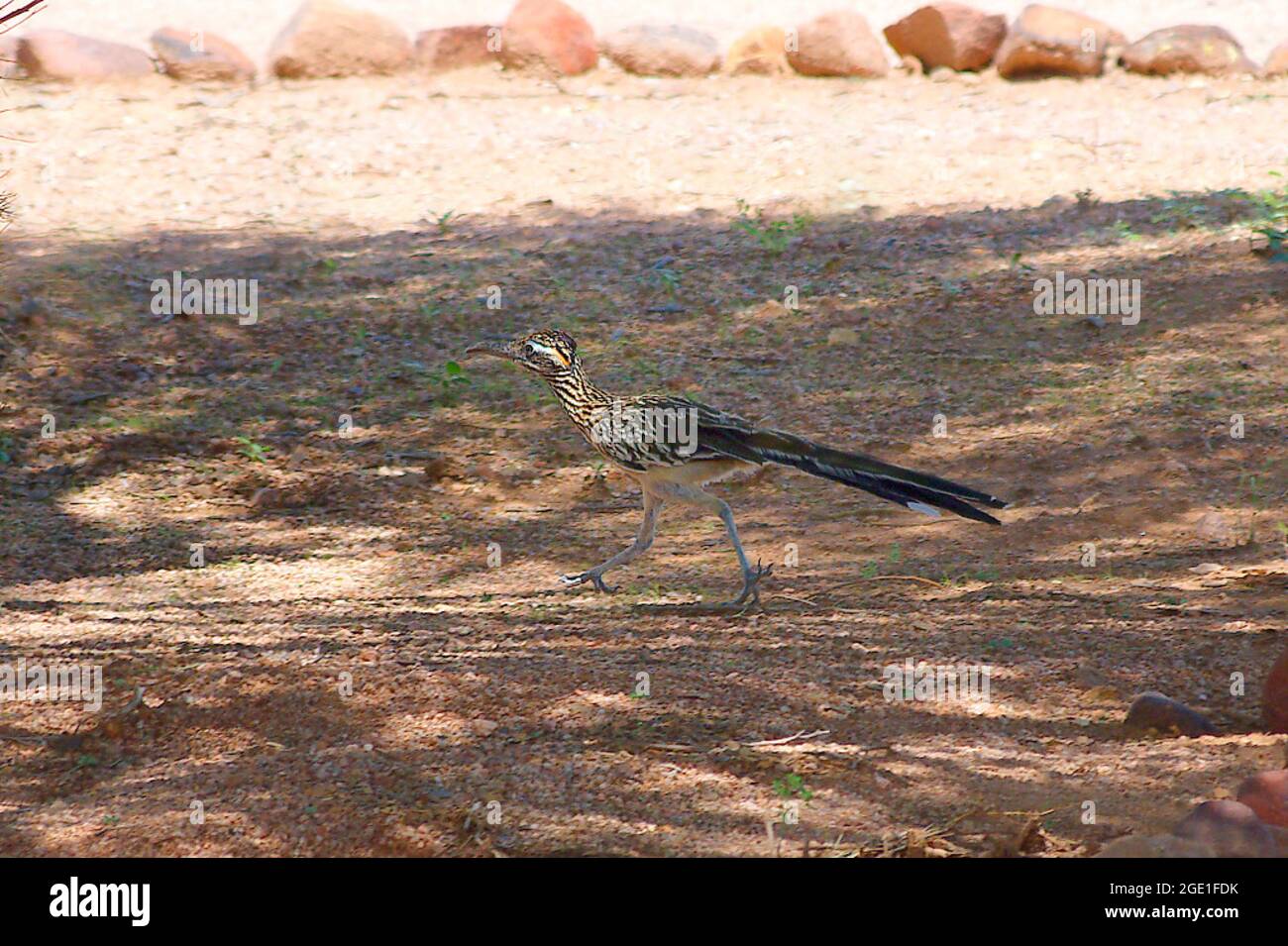 Roadrunner Searching for Prey in the Desert Stock Photo - Alamy