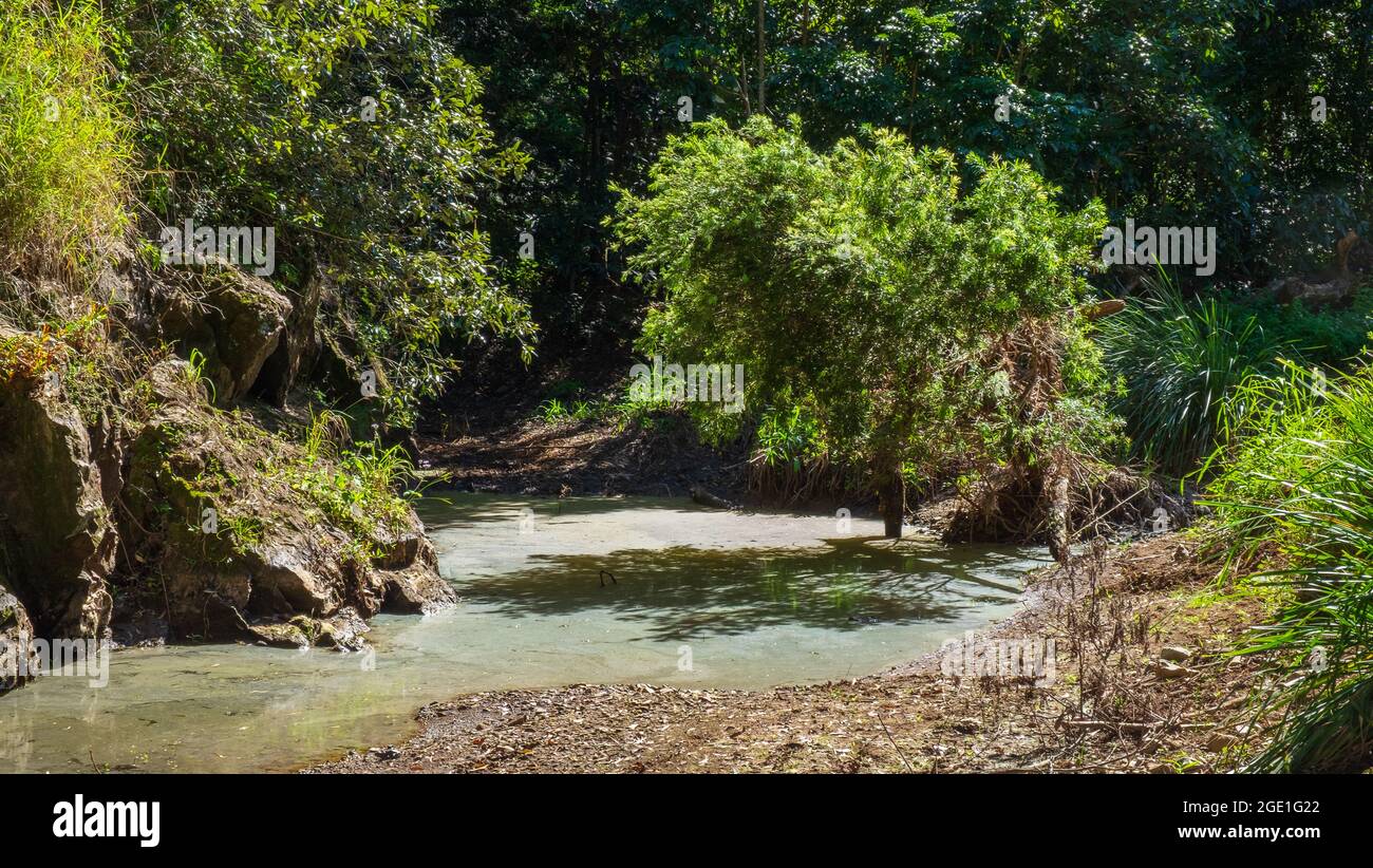 A tree in stagnant water Stock Photo - Alamy