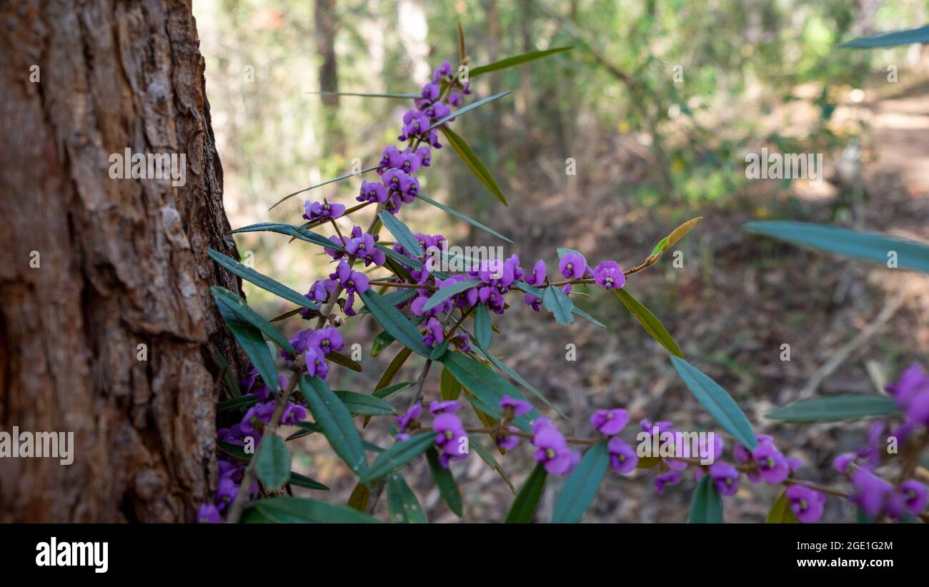 Australian native vine hi-res stock photography and images - Alamy