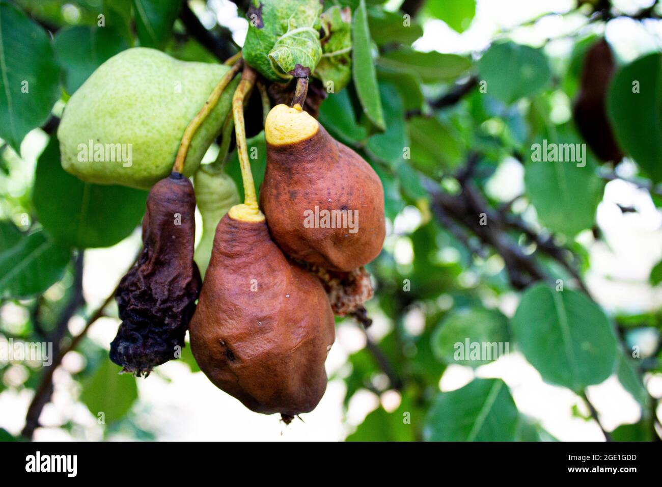 Spoiled pear hi-res stock photography and images - Alamy