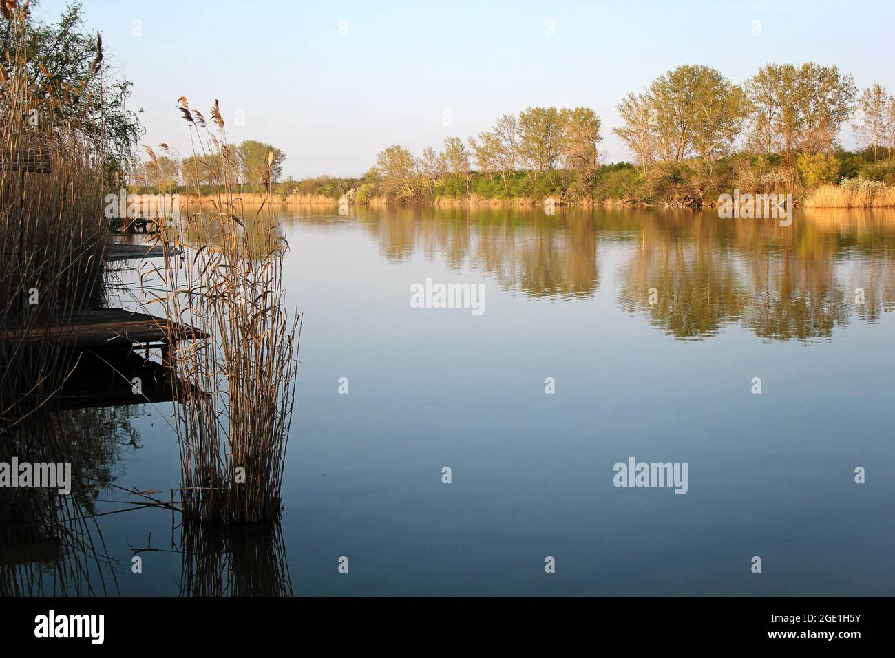 Beautiful Reed in the Lake at autumn with reflections Stock Photo - Alamy