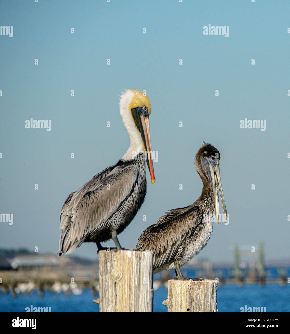 Male and Female Brown Pelicans Stock Photo - Alamy