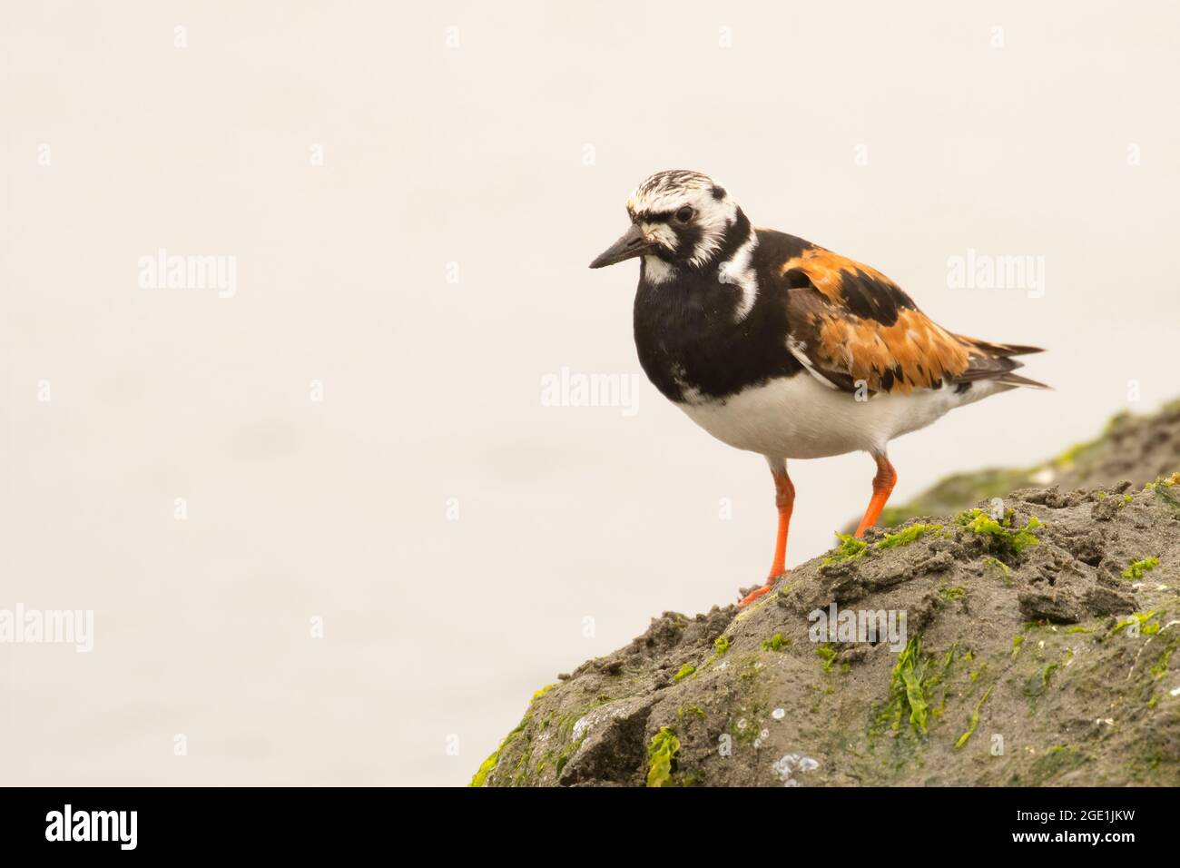 Ruddy Turnstone (Arenaria interpres), Point St. George Heritage Area ...