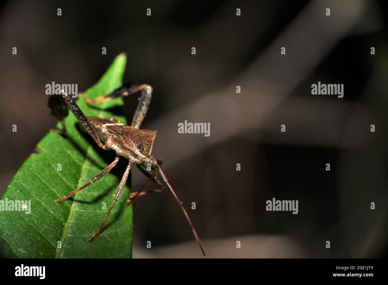 Leaping insect hi-res stock photography and images - Alamy