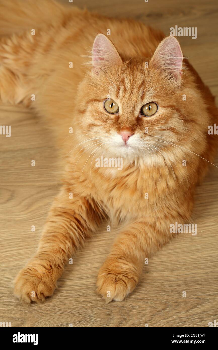 Portrait of red cat on wooden floor background Stock Photo - Alamy