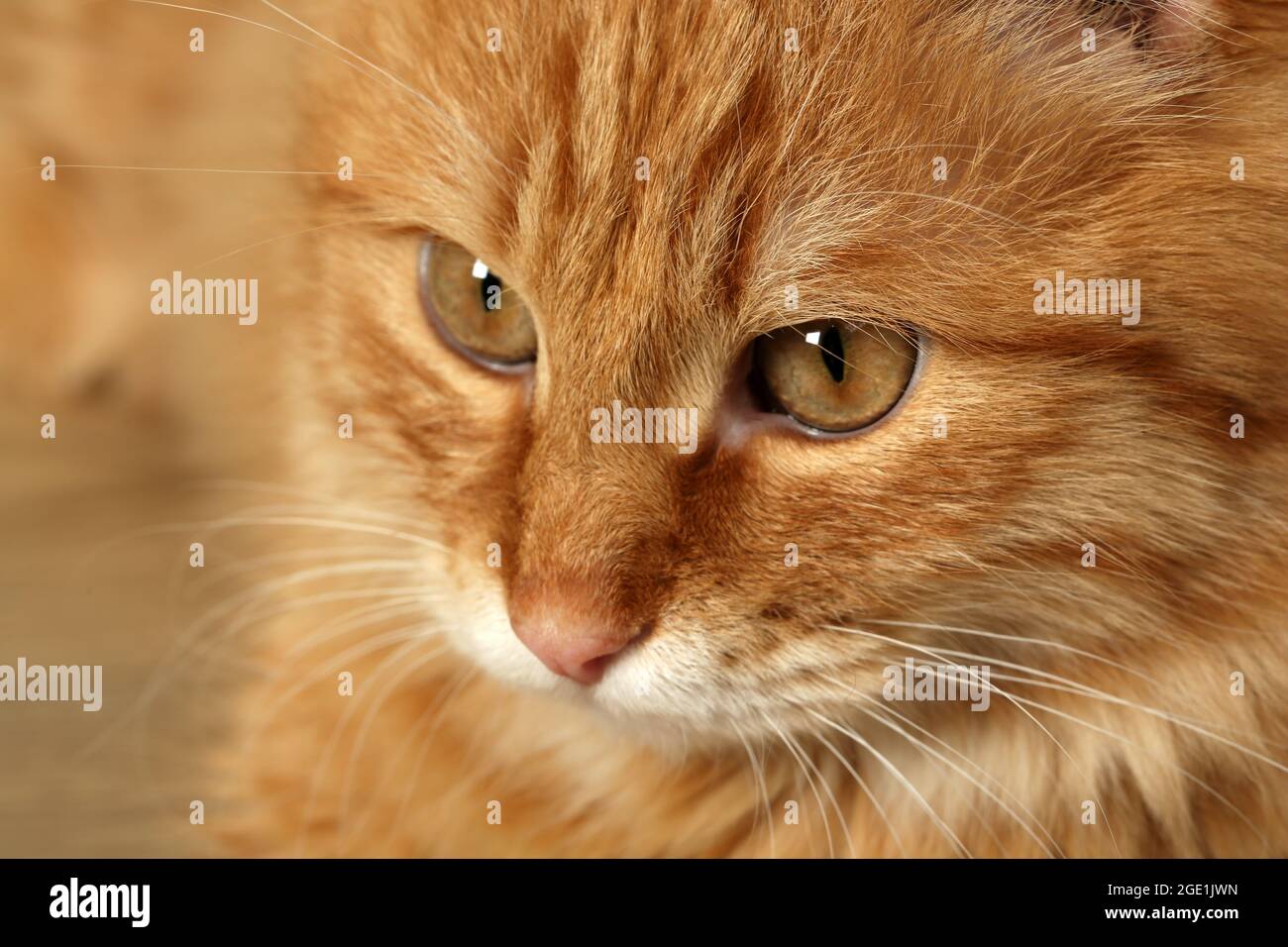 Portrait of red cat on wooden floor background Stock Photo - Alamy