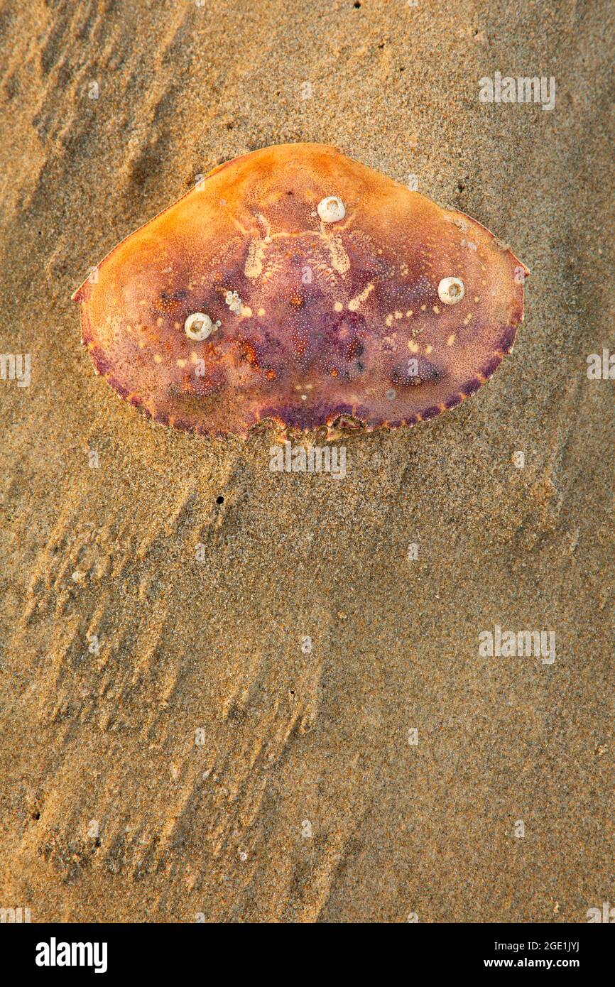 Dungeness crab (Cancer magister) shell, Carl G. Washburne Memorial ...