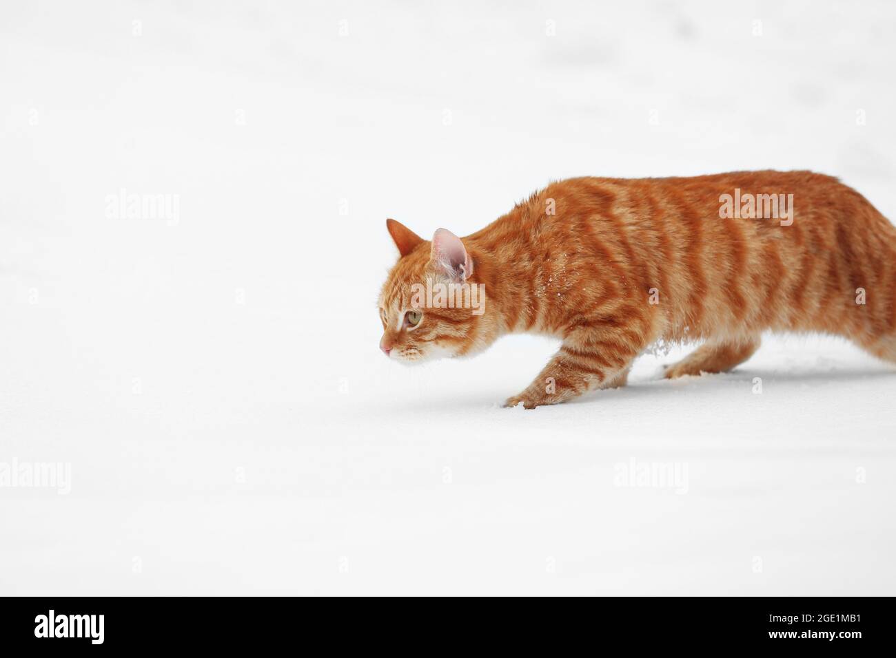 Red cat walking over white snow background Stock Photo - Alamy
