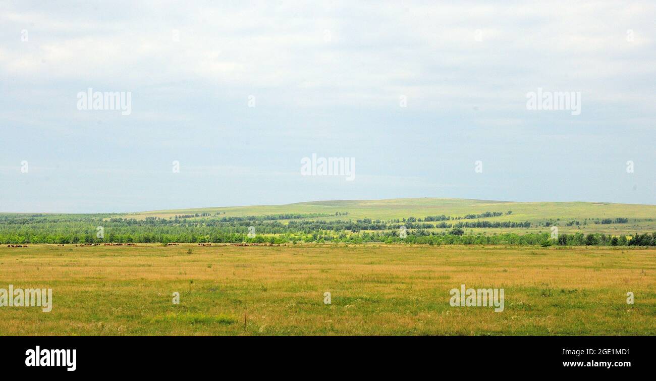 A large pasture and a herd of cows in the distance by the forest in ...