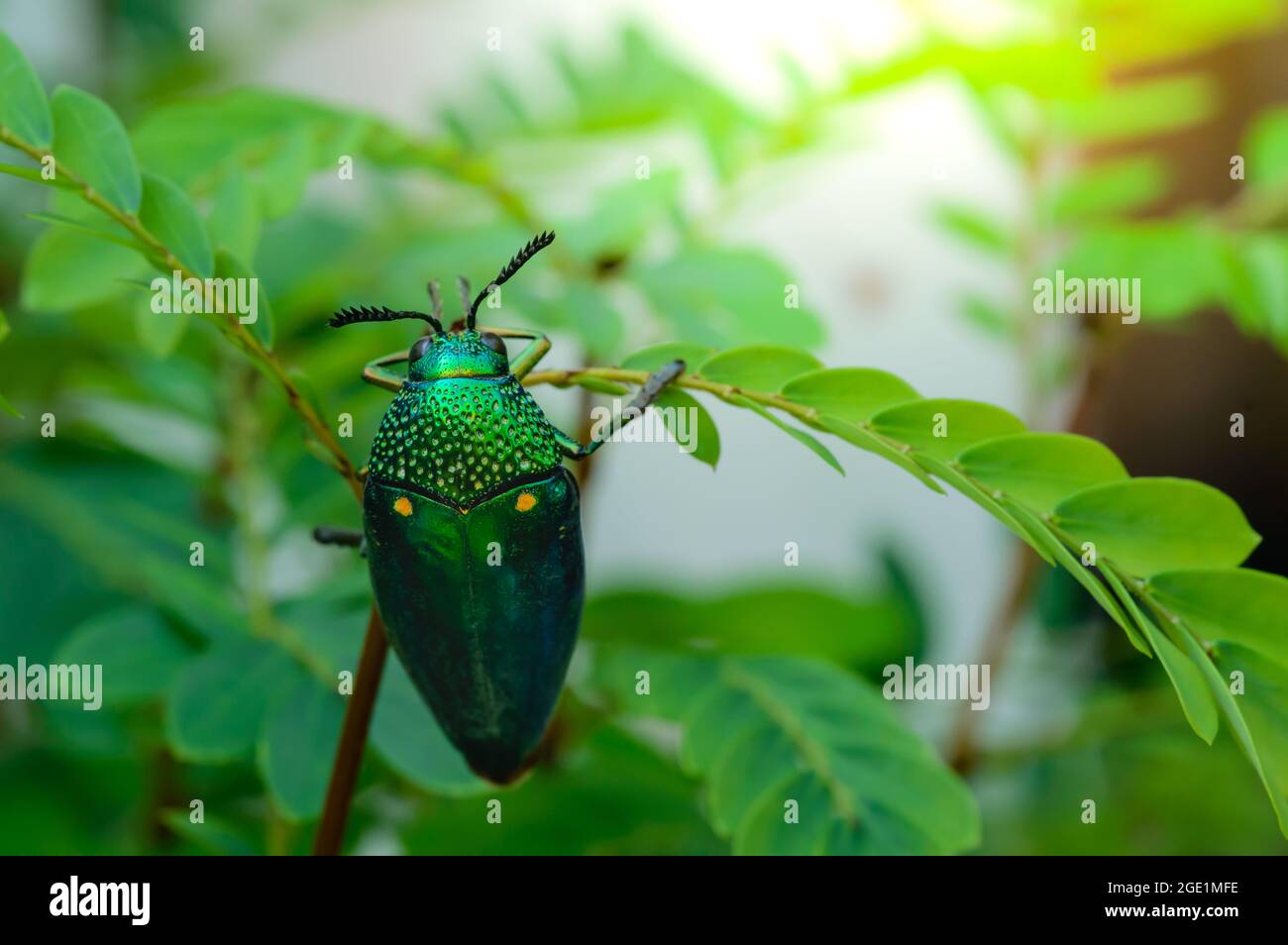 A metallic wood-boring beetle, Jewel beetle, Buprestid (Sternocera ...
