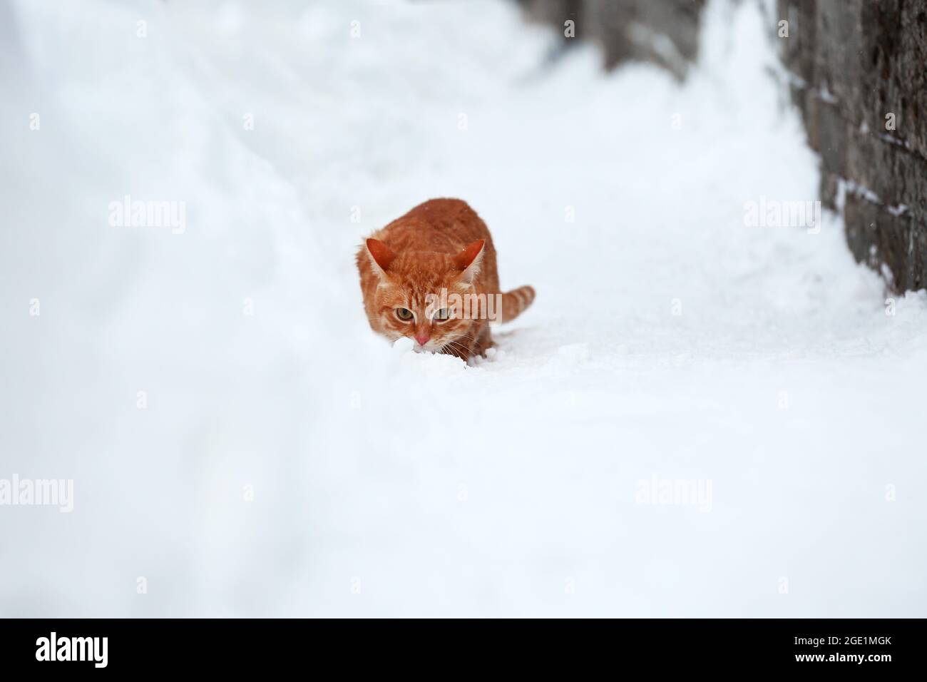 Red cat near fence on white snow background Stock Photo - Alamy
