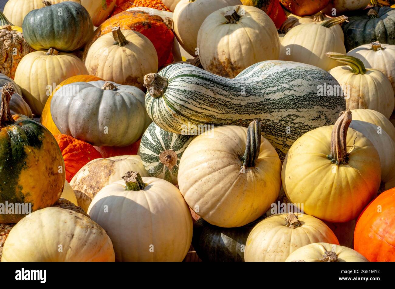 Gourds sale in fall hi-res stock photography and images - Alamy
