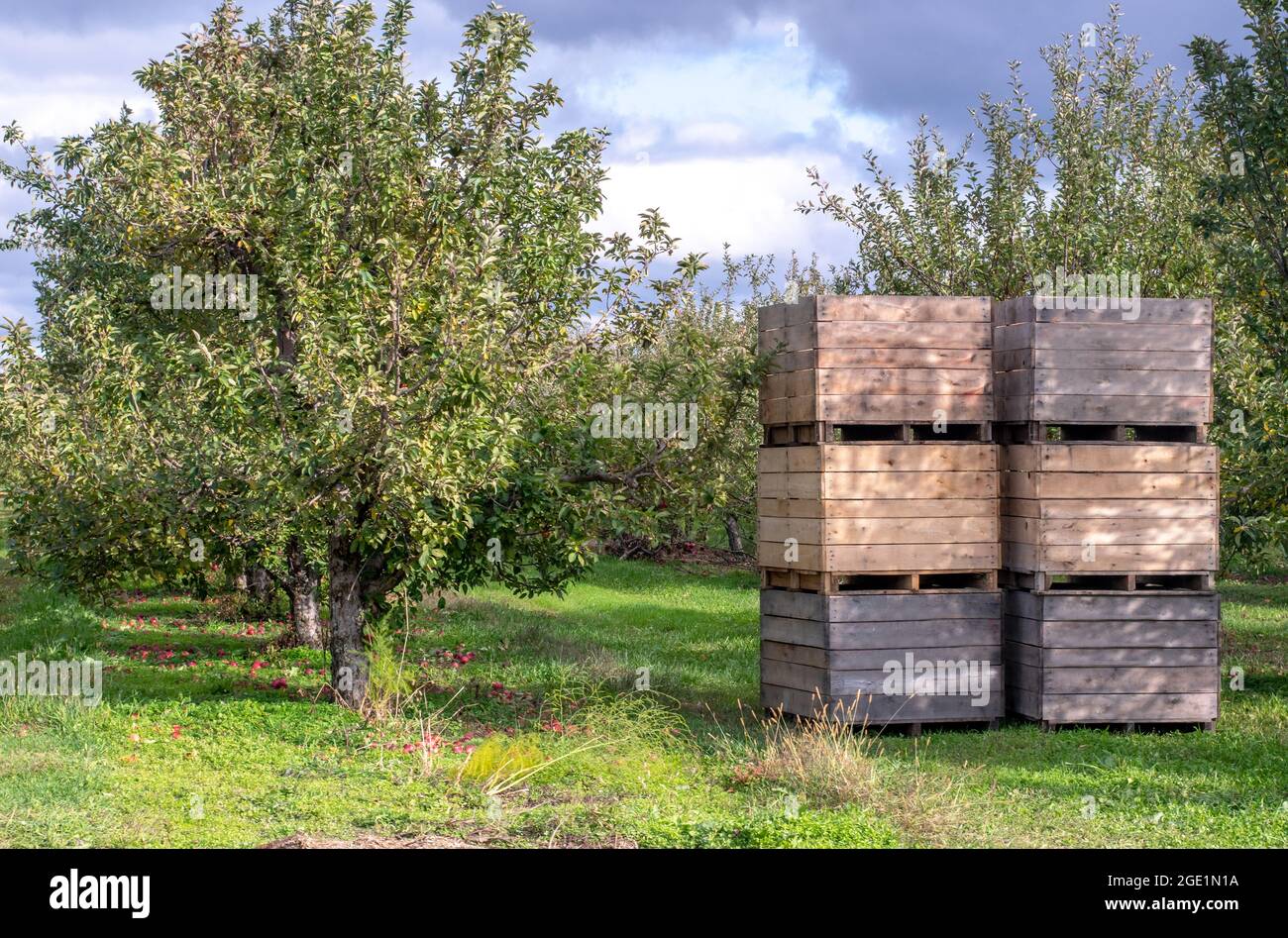 Apple orchard wooden crates hi-res stock photography and images - Alamy