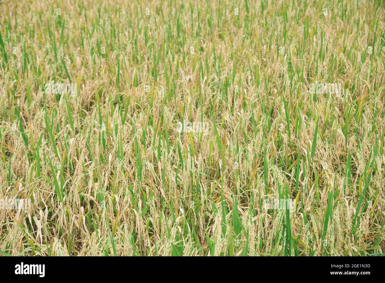 golden rice field in golden sunshine in afternoon Stock Photo - Alamy