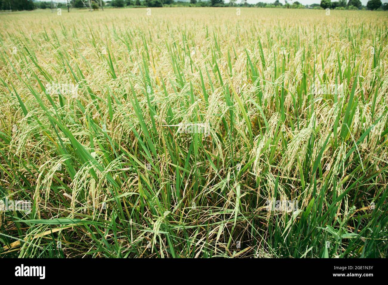 golden rice field in golden sunshine in afternoon Stock Photo - Alamy