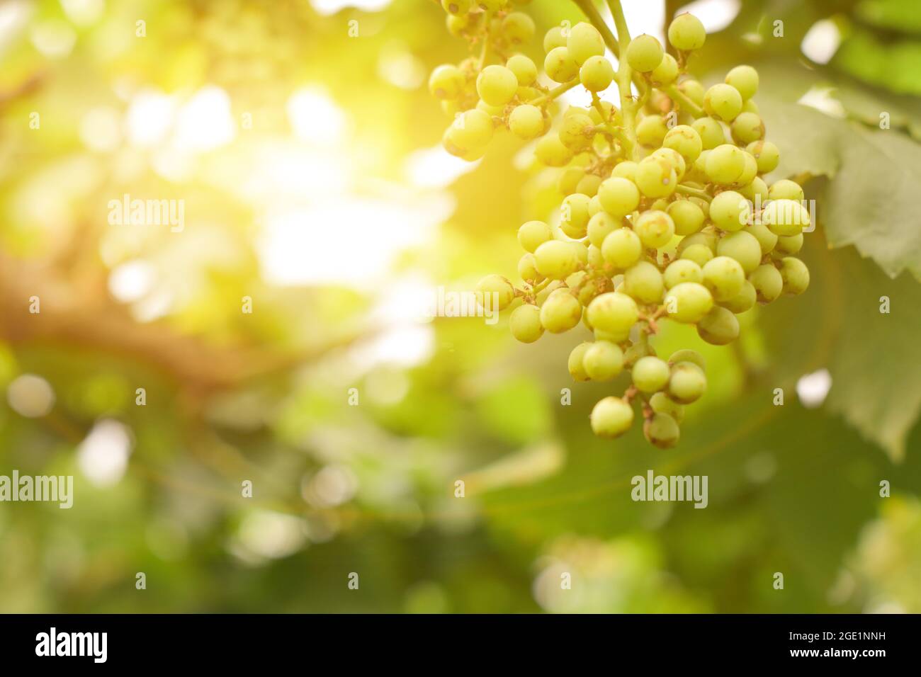 Single bunch of green grapes in sunlight background Stock Photo - Alamy