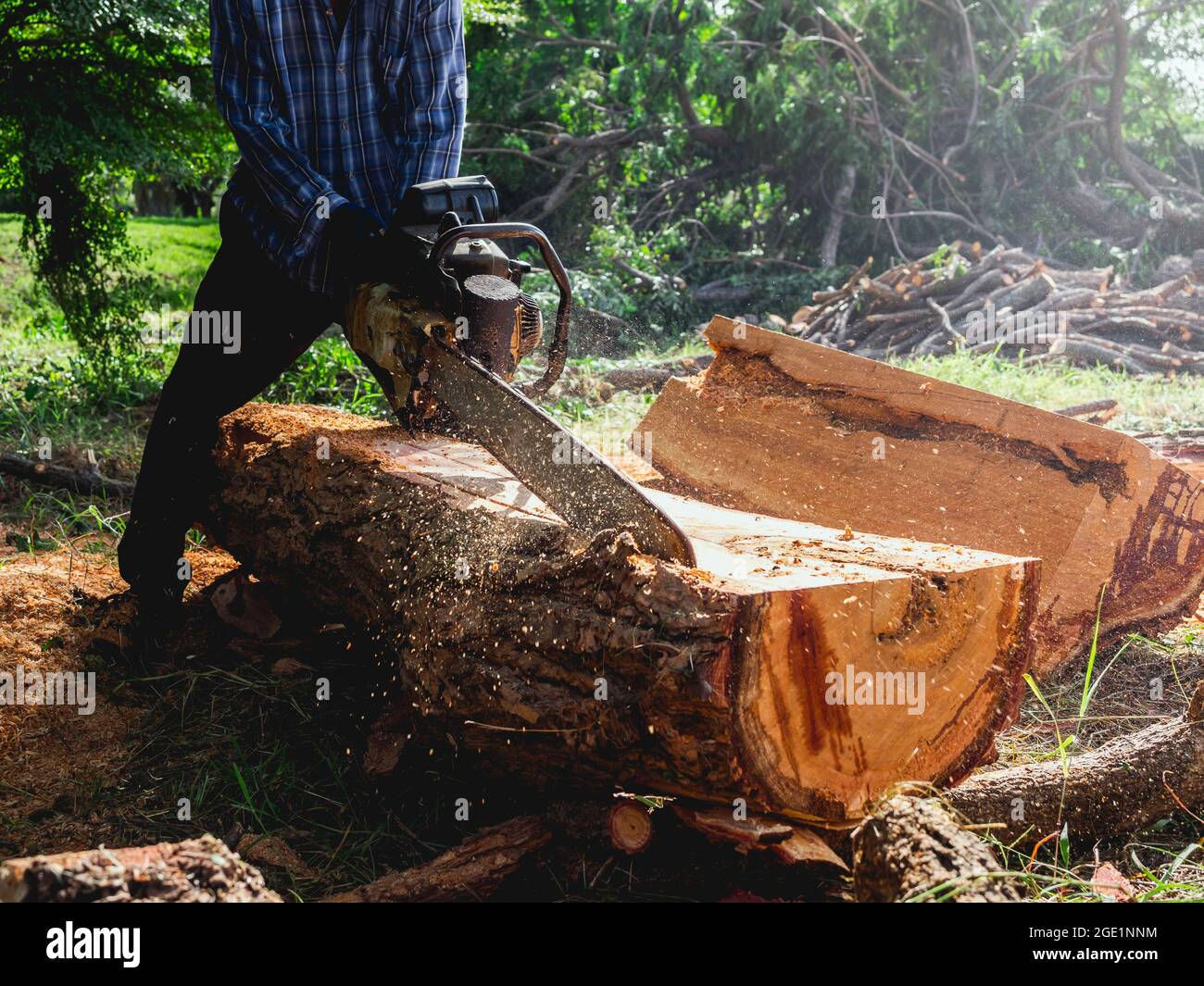 The big log, trees are being cut with old chainsaw by lumberjack worker ...