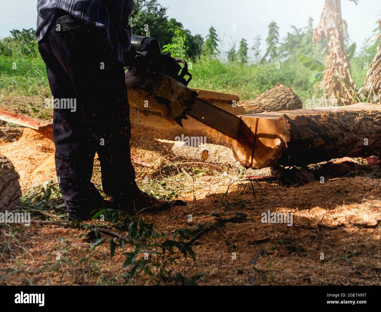 The big log, trees are being cut with old chainsaw by lumberjack worker ...