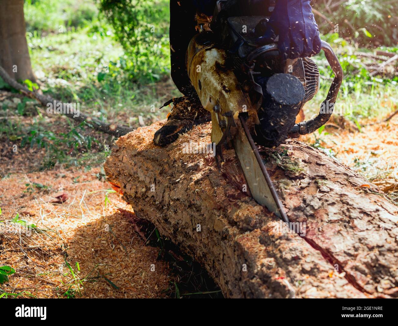 Old man cutting log hi-res stock photography and images - Alamy