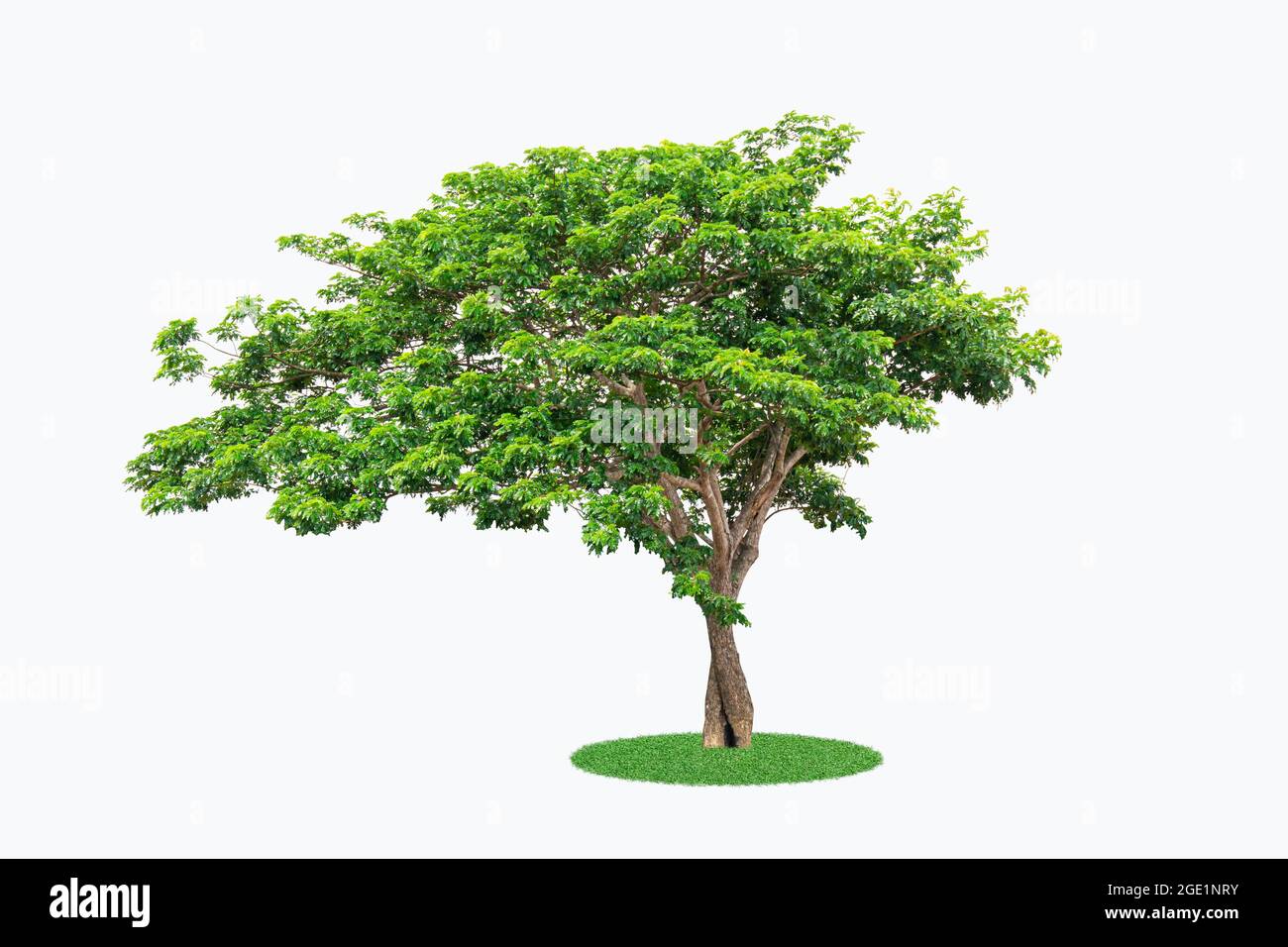 Leafy green foliage tree trunk Cut Out Stock Images & Pictures - Alamy