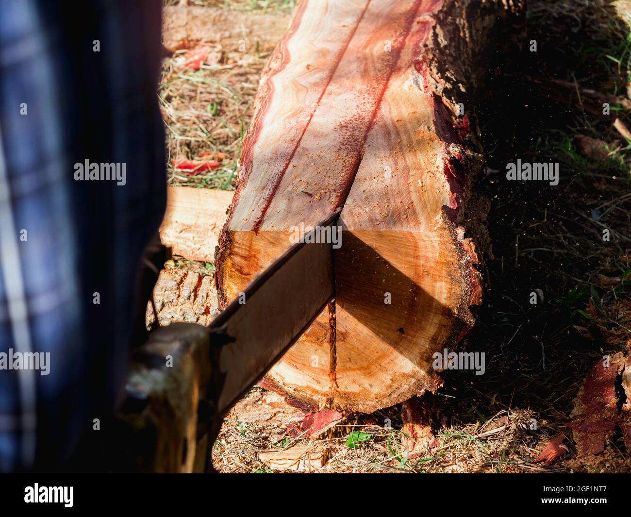 The big log, trees are being cut with old chainsaw by lumberjack worker ...