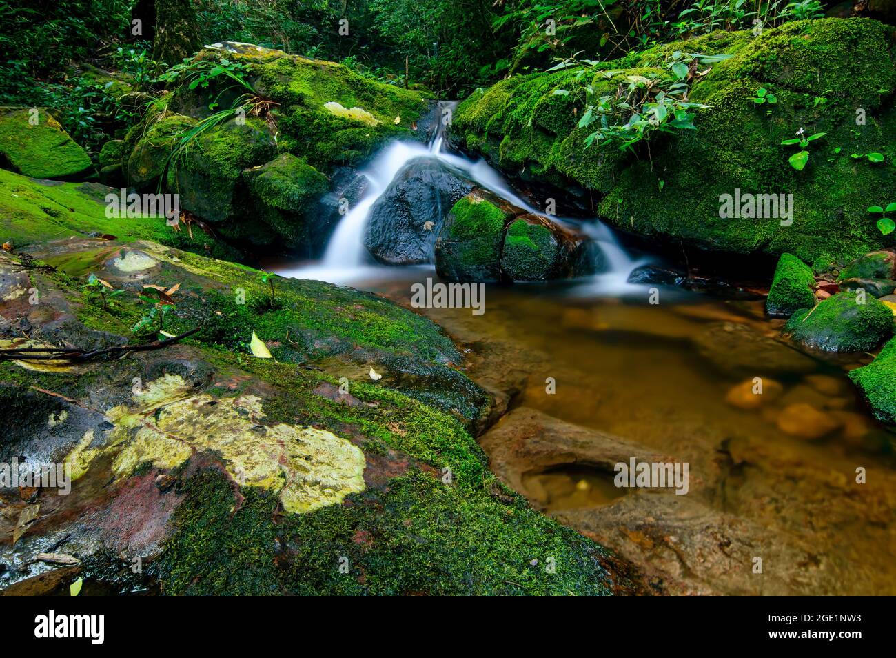 colorful small stream in deep rain forest in rainy season Stock Photo ...