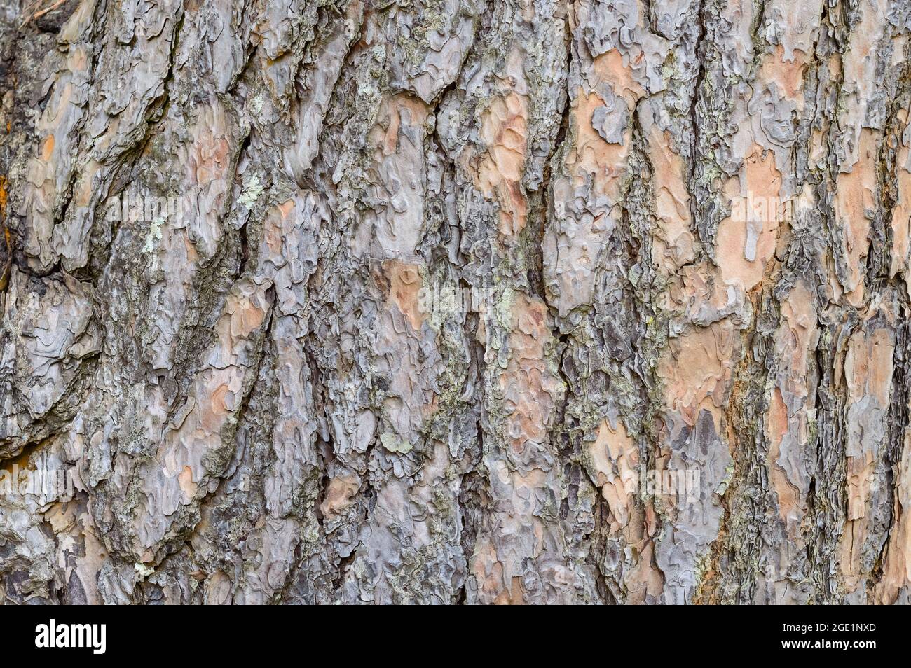 pine skin texture background wallpaper Stock Photo - Alamy